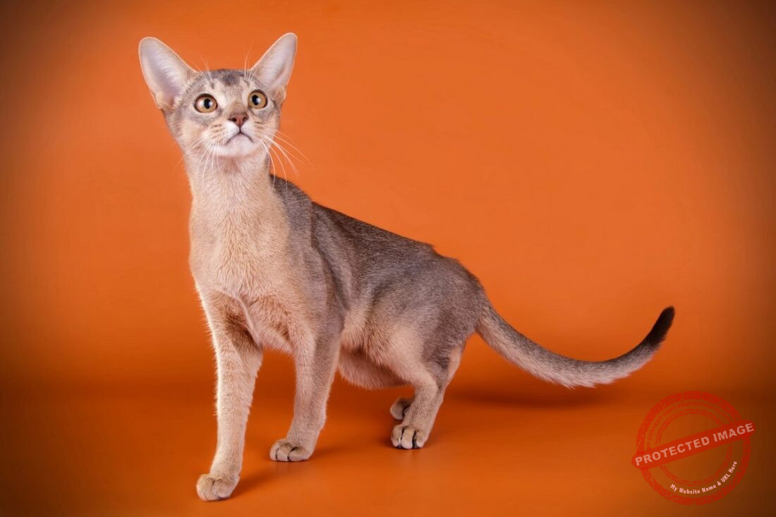 Baka Kucing Terbaik di Dunia: 31 Pilihan Unik untuk Pencinta Kucing
