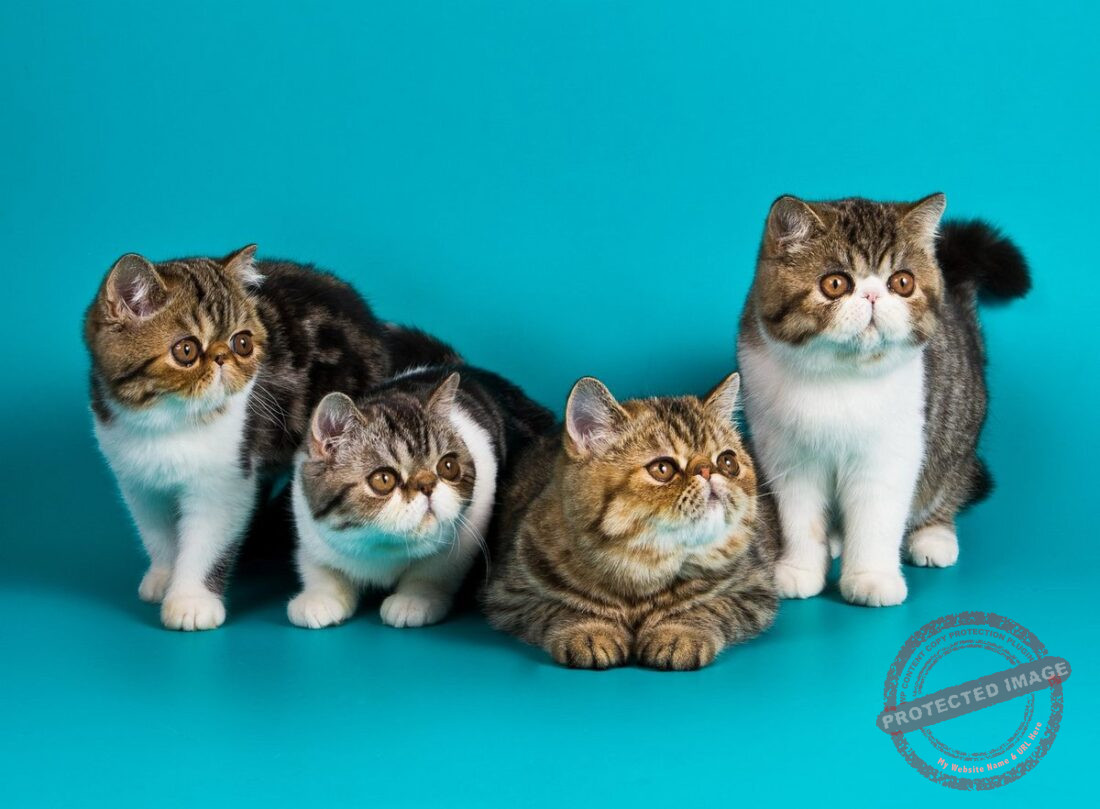 Baka Kucing Terbaik di Dunia: 31 Pilihan Unik untuk Pencinta Kucing