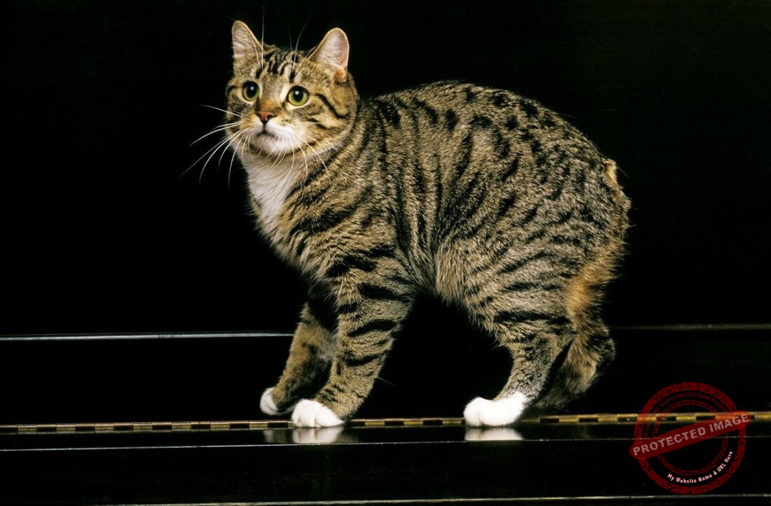 Baka Kucing Terbaik di Dunia: 31 Pilihan Unik untuk Pencinta Kucing