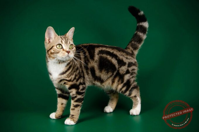 Baka Kucing Terbaik di Dunia: 31 Pilihan Unik untuk Pencinta Kucing