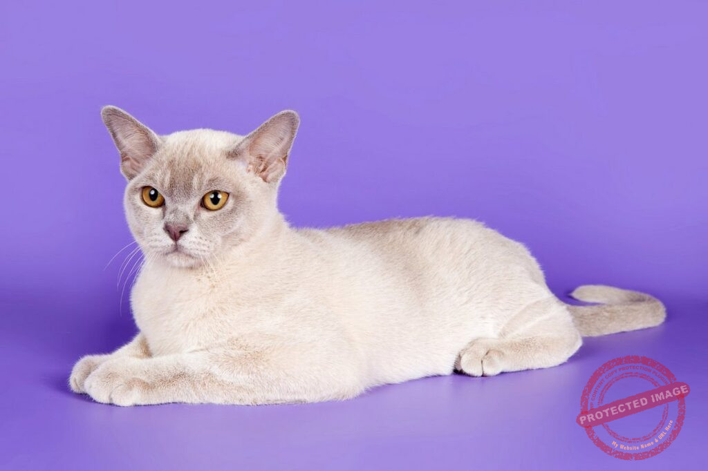 Baka Kucing Terbaik di Dunia: 31 Pilihan Unik untuk Pencinta Kucing