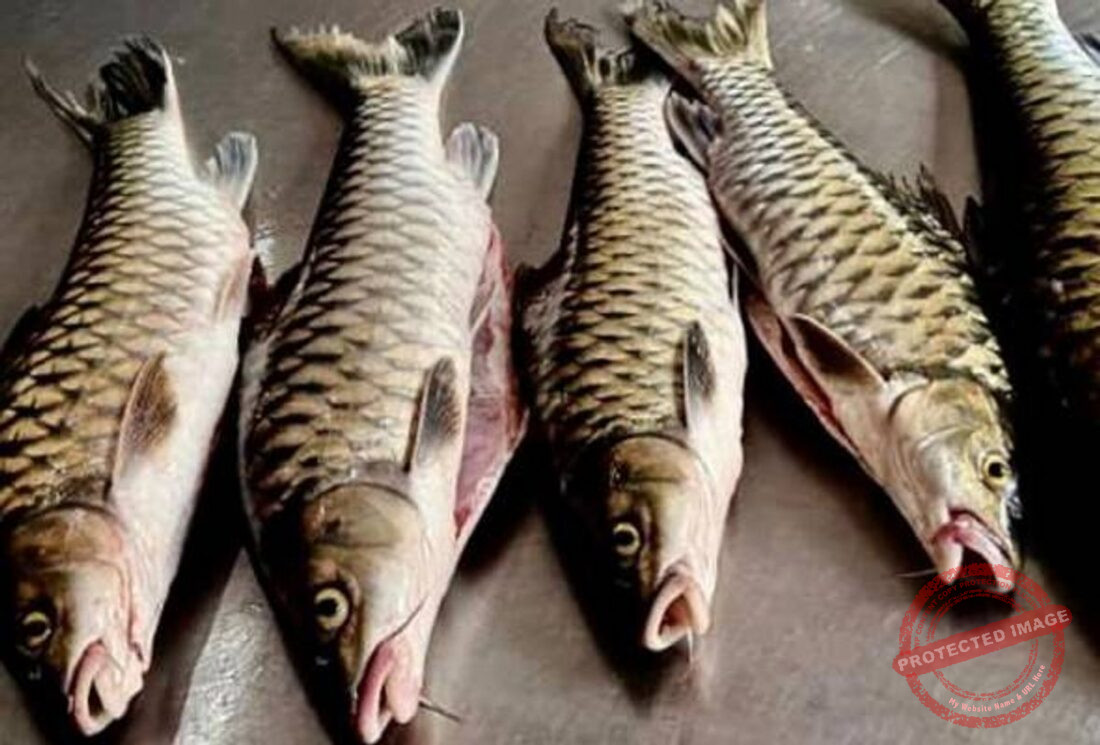 10 Ikan Air Tawar Paling Mahal di Malaysia – Spesies Liar & Eksklusif