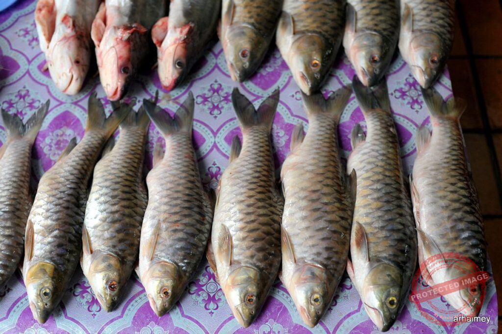 10 Ikan Air Tawar Paling Mahal di Malaysia – Spesies Liar & Eksklusif