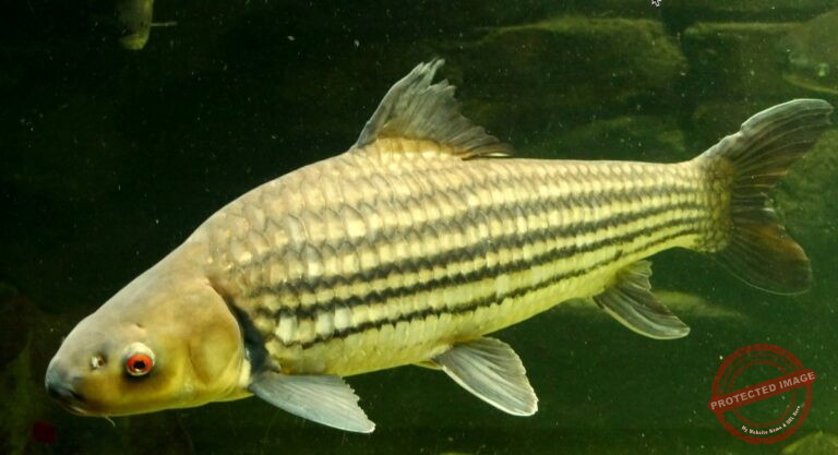 10 Ikan Air Tawar Paling Mahal di Malaysia – Spesies Liar & Eksklusif