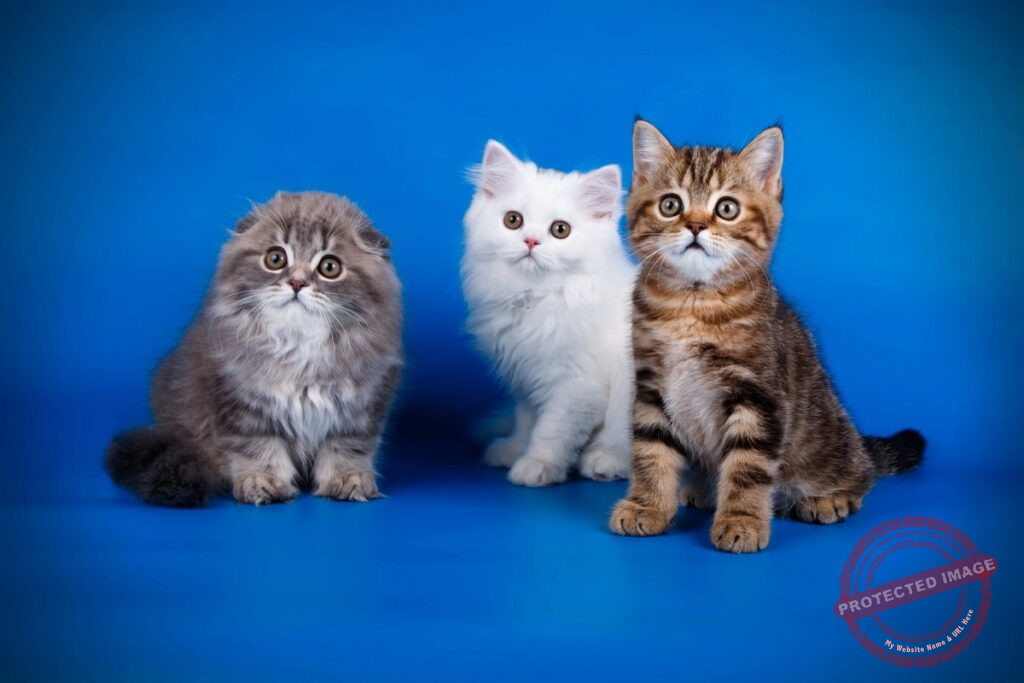 Baka Kucing Terbaik di Dunia: 31 Pilihan Unik untuk Pencinta Kucing